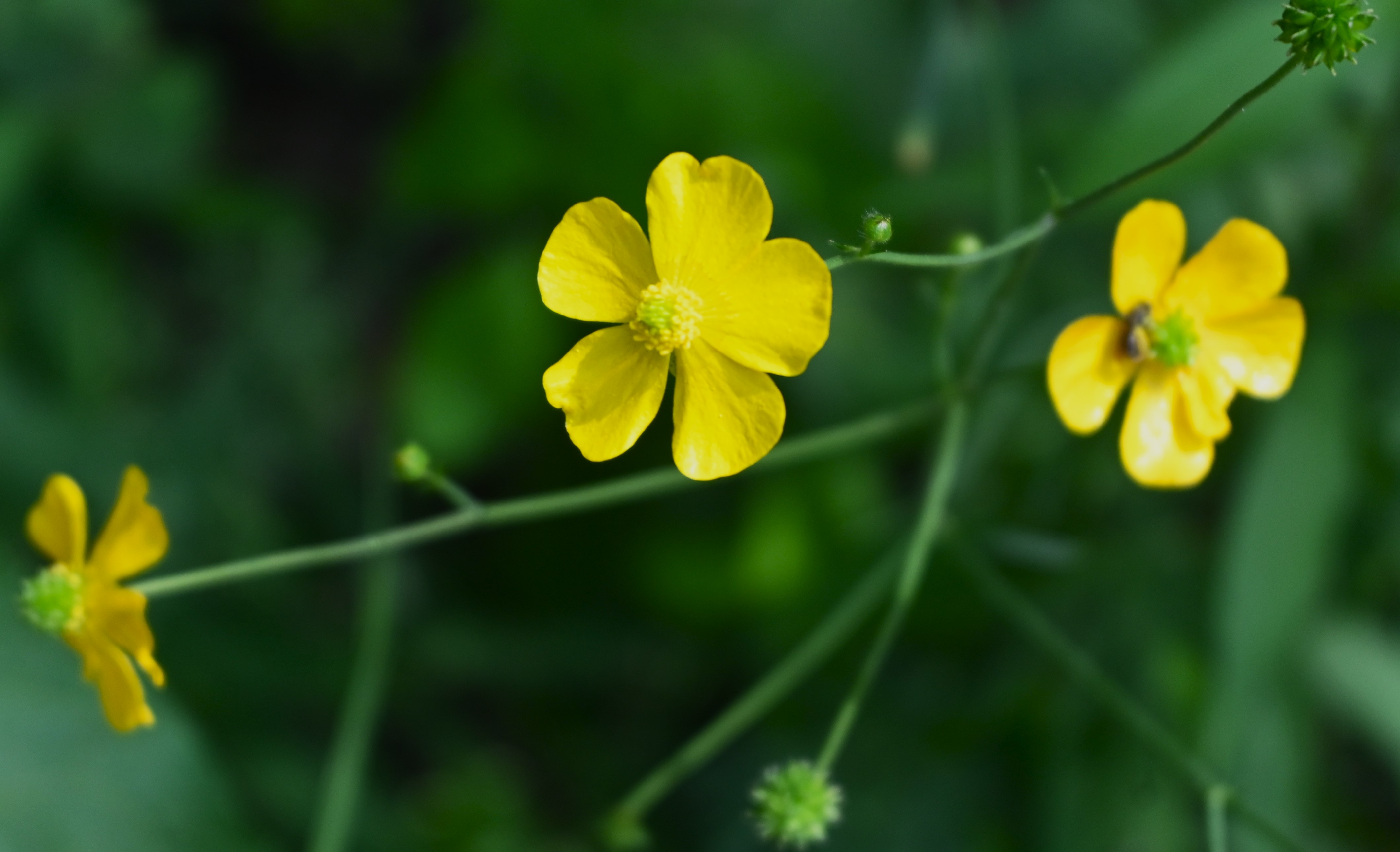 Healing Salve of the Wild Rose – Crumbs for the Journey